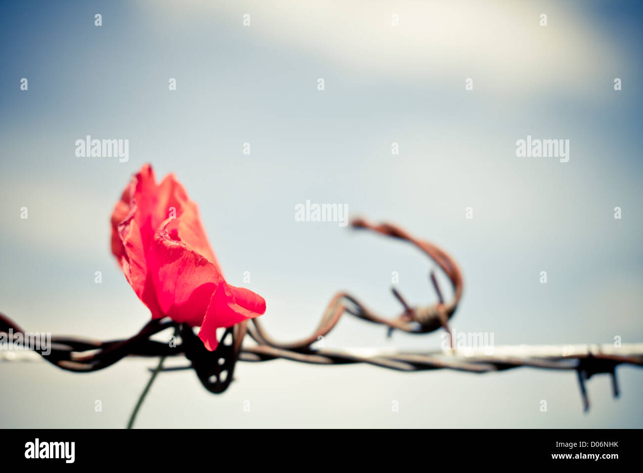 Barbed wire bloom hi-res stock photography and images - Alamy