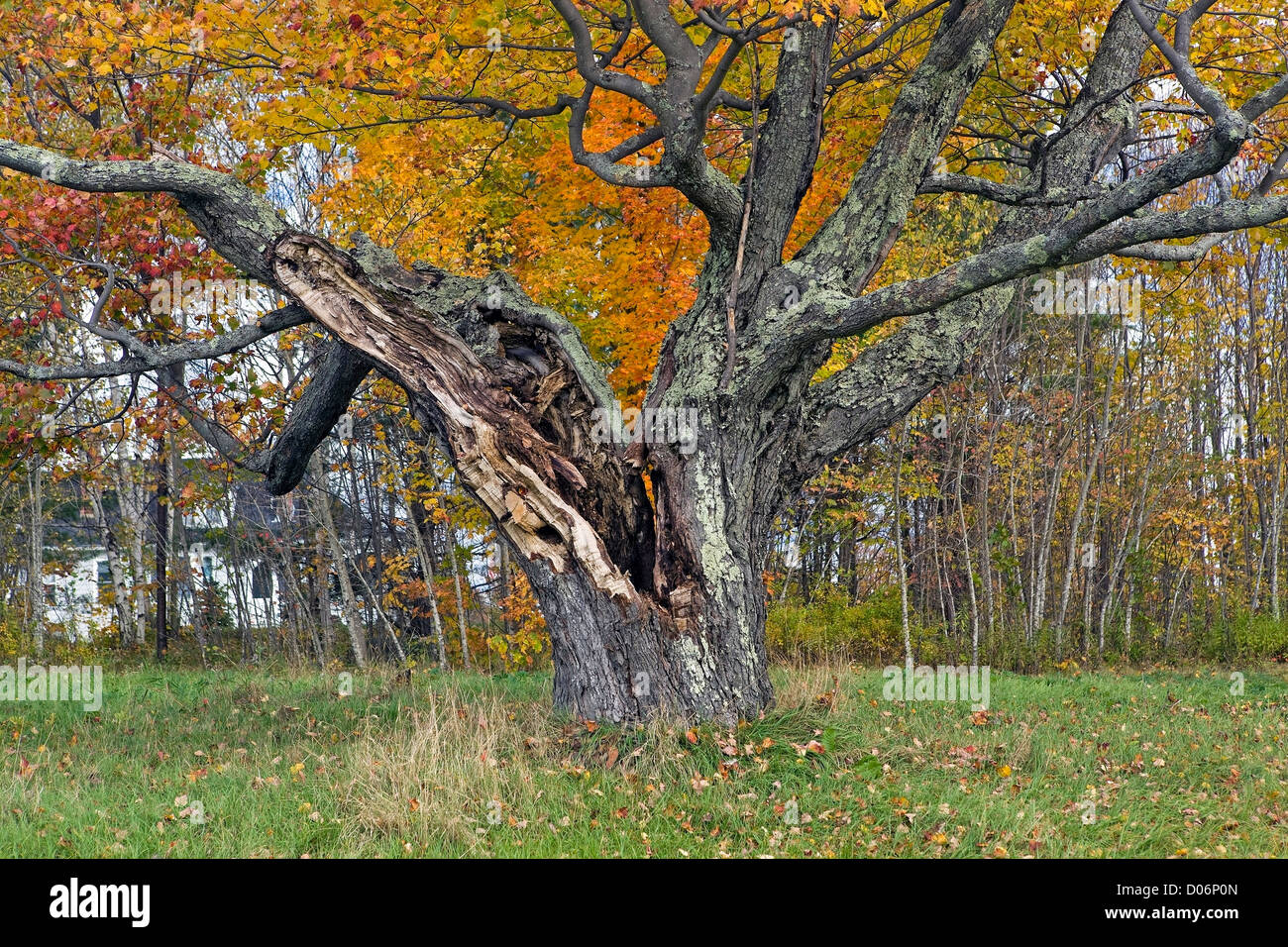 Lightening struck Maple tree split trunk Stock Photo - Alamy