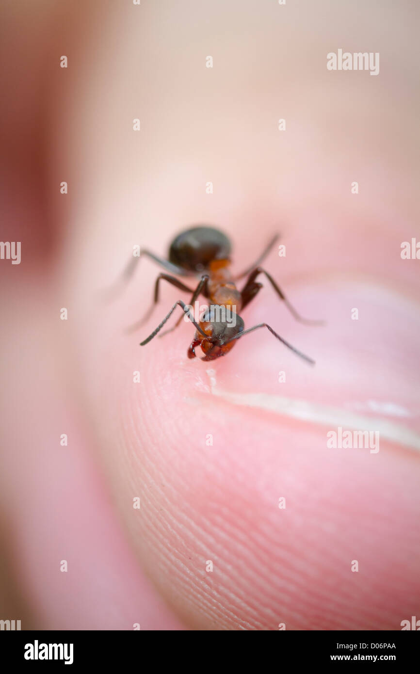 Bulldog Ant Bite