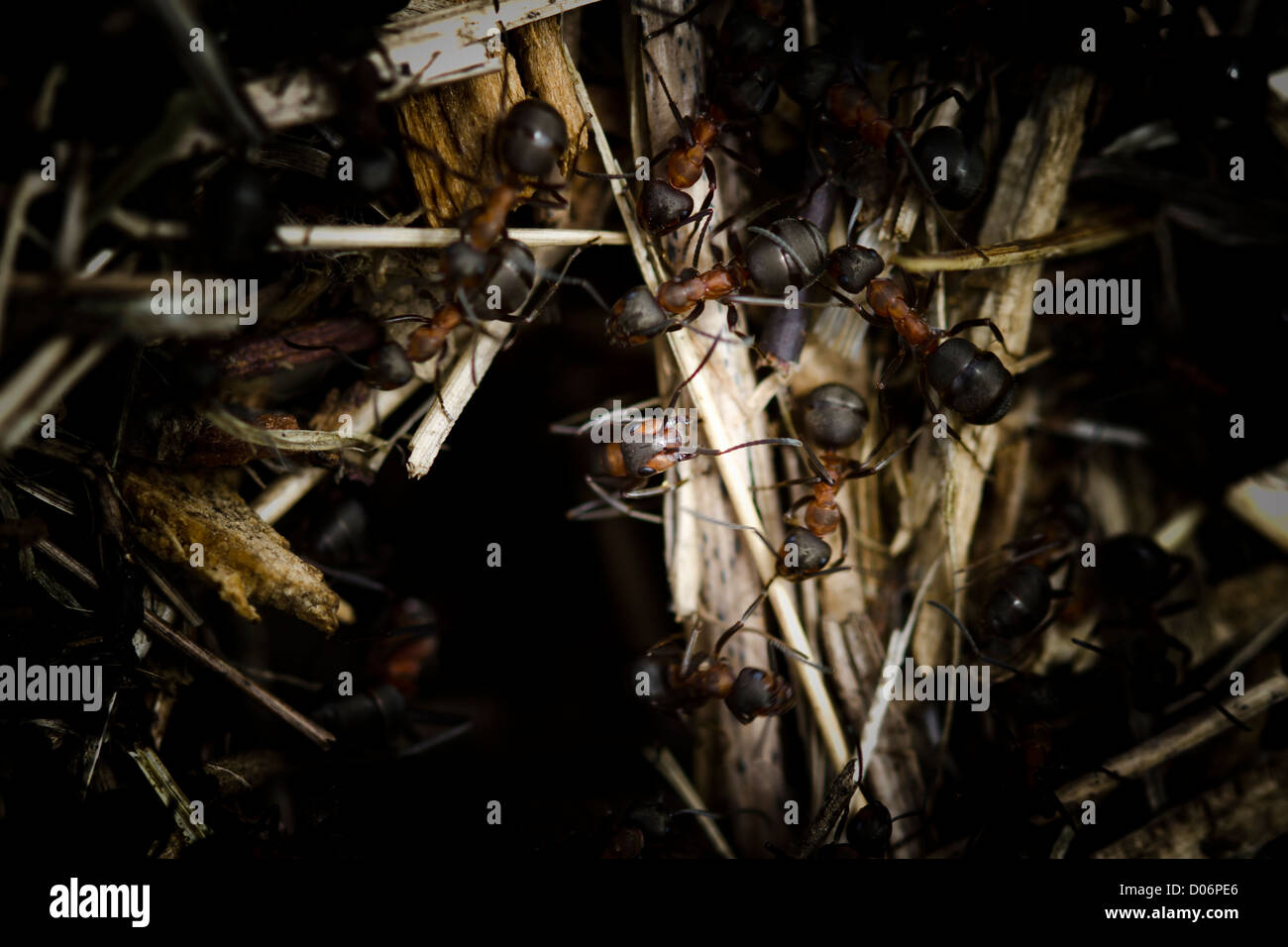 Defend ant hill hi-res stock photography and images - Alamy