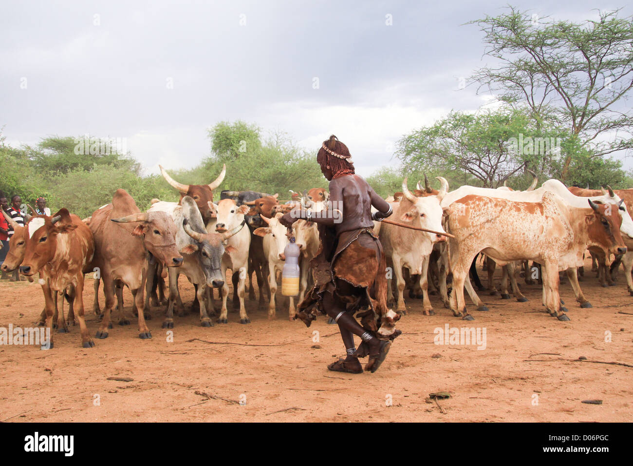Cow jumping hamar hi-res stock photography and images - Alamy