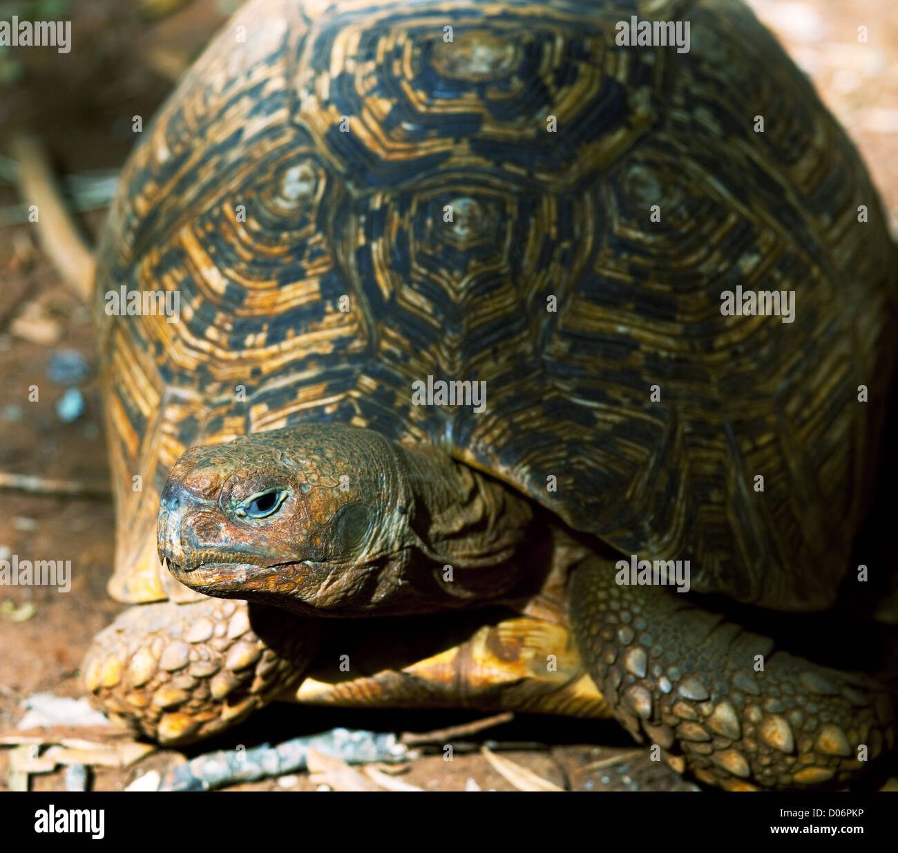 Hawaiian turtle hi-res stock photography and images - Alamy