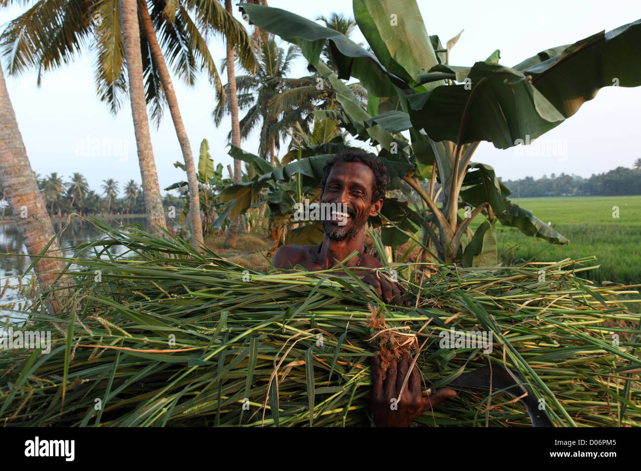 A Happy Indian farmer carrying a bunch of Indian paddy from the paddy ...