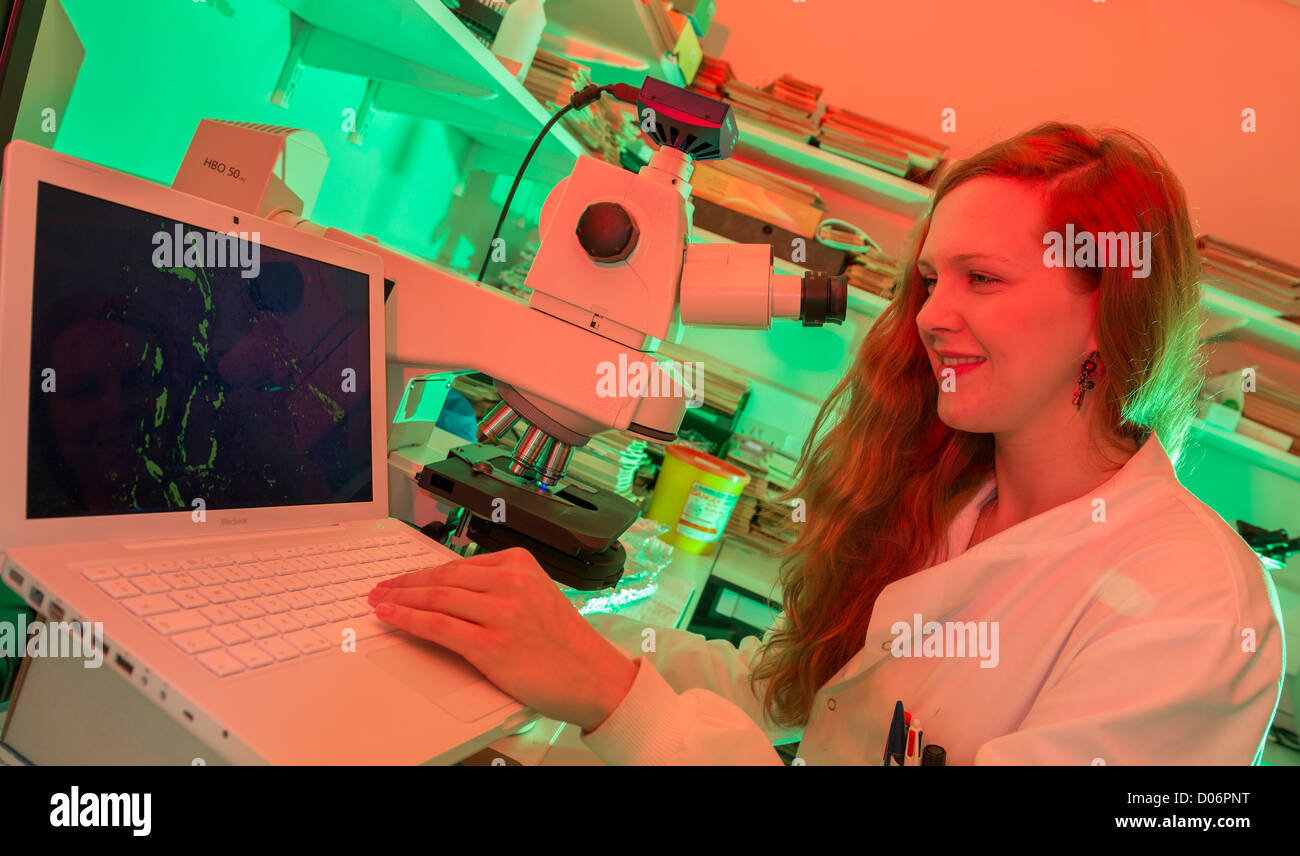 Female scientist looking through a microscope at a Medical School Stock ...