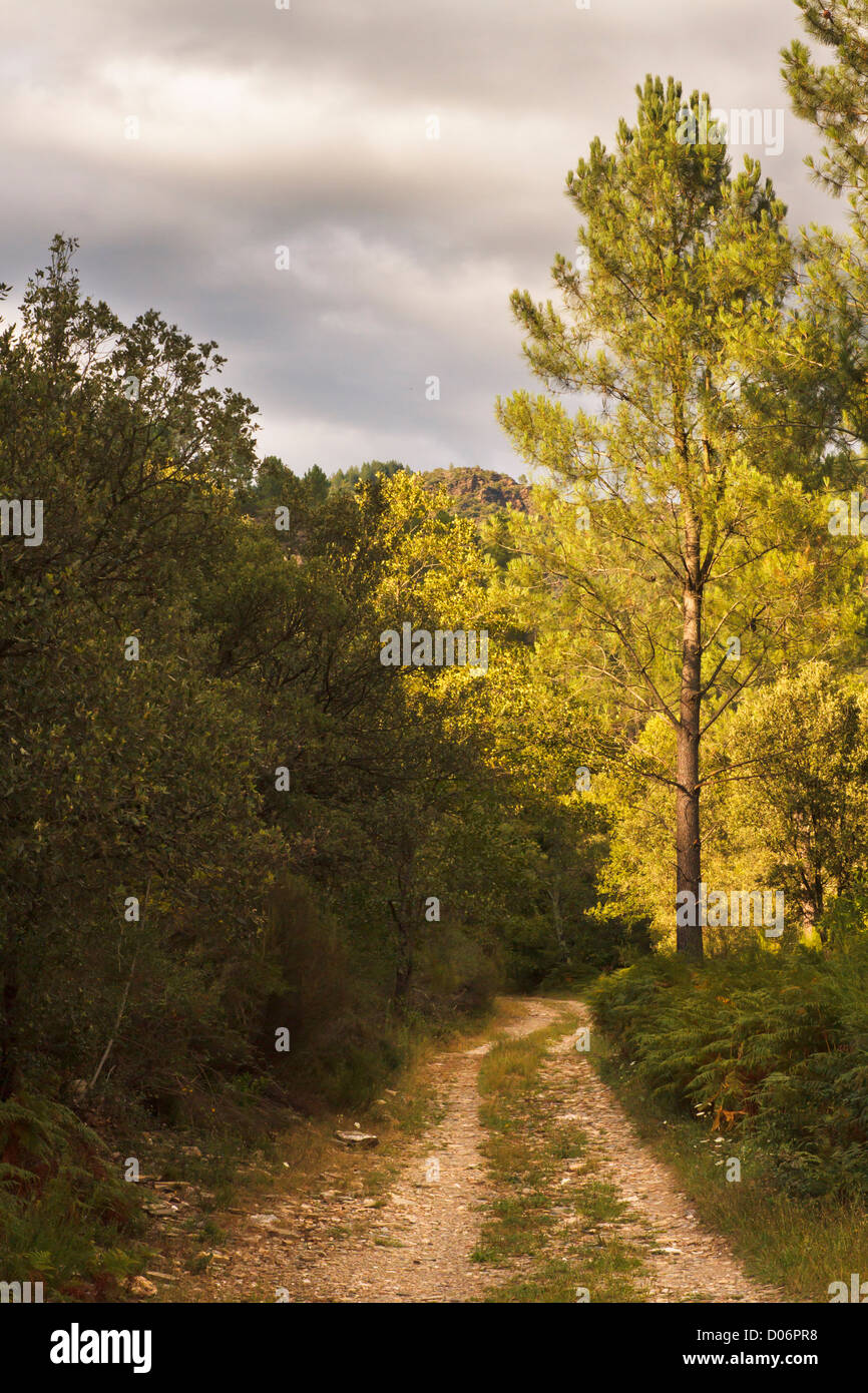 Country path through trees, France, Europe Stock Photo - Alamy