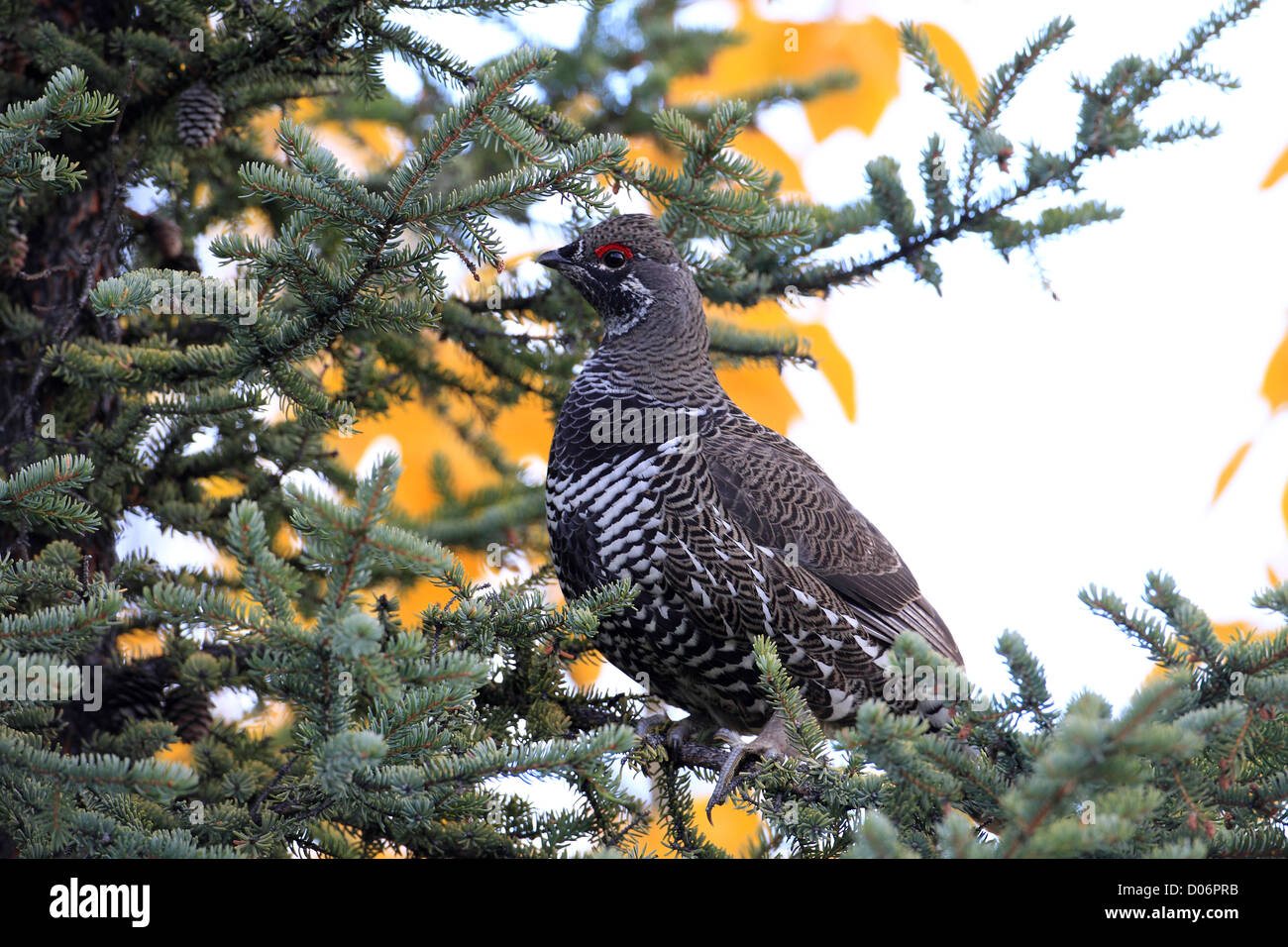Fool hen hi-res stock photography and images - Alamy
