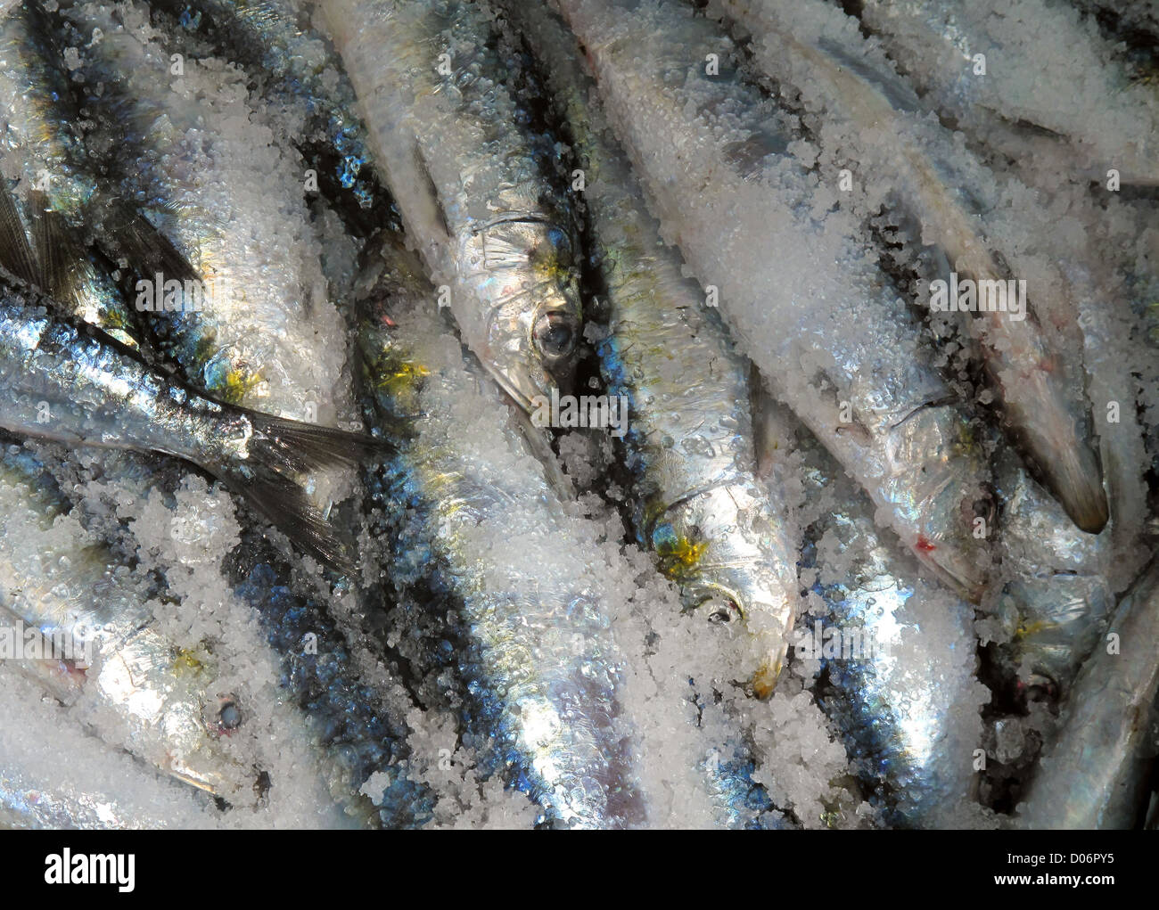 Photo of brought fresh sardines sea recently Stock Photo - Alamy