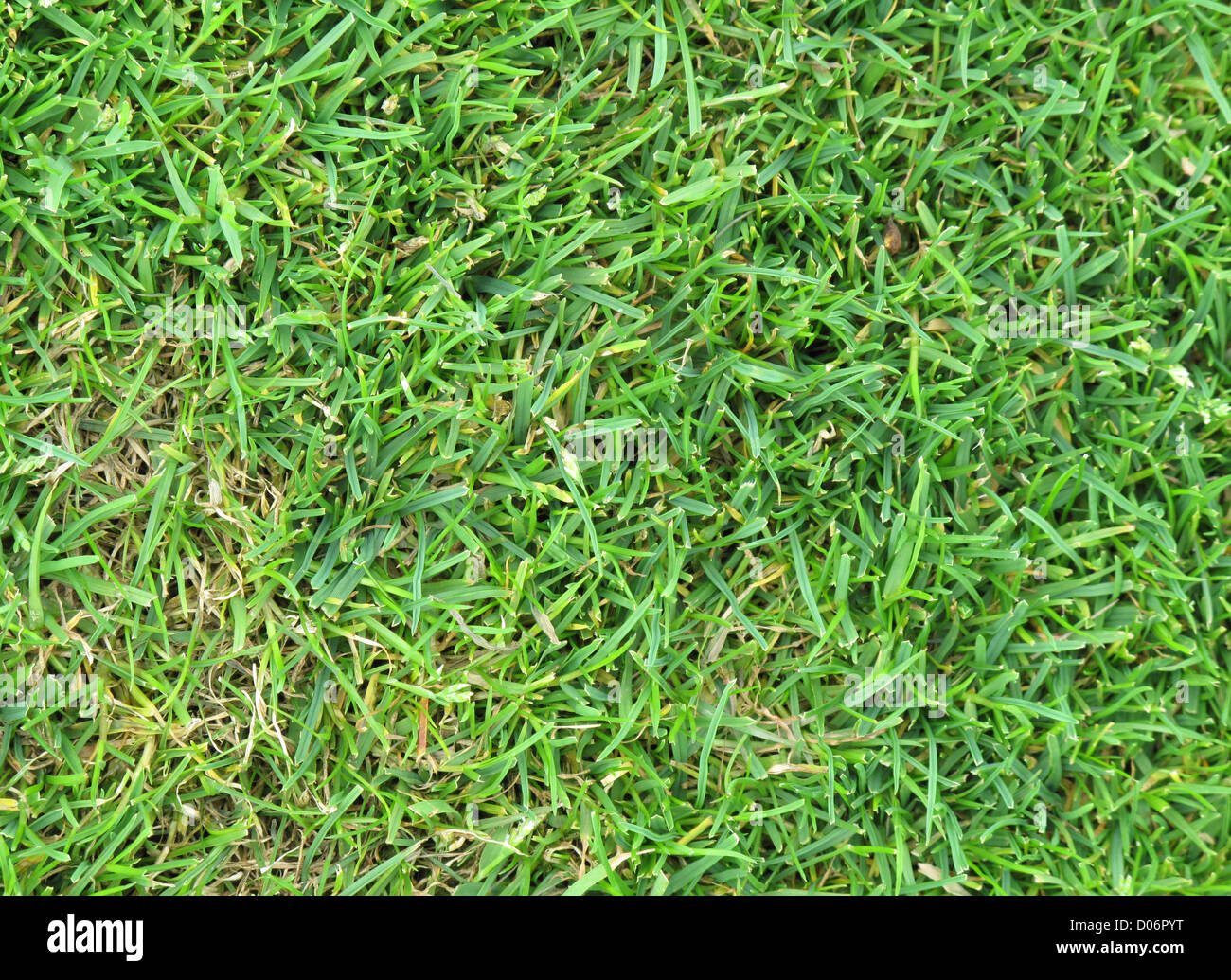 Beautiful green grass perfectly cut for background Stock Photo - Alamy
