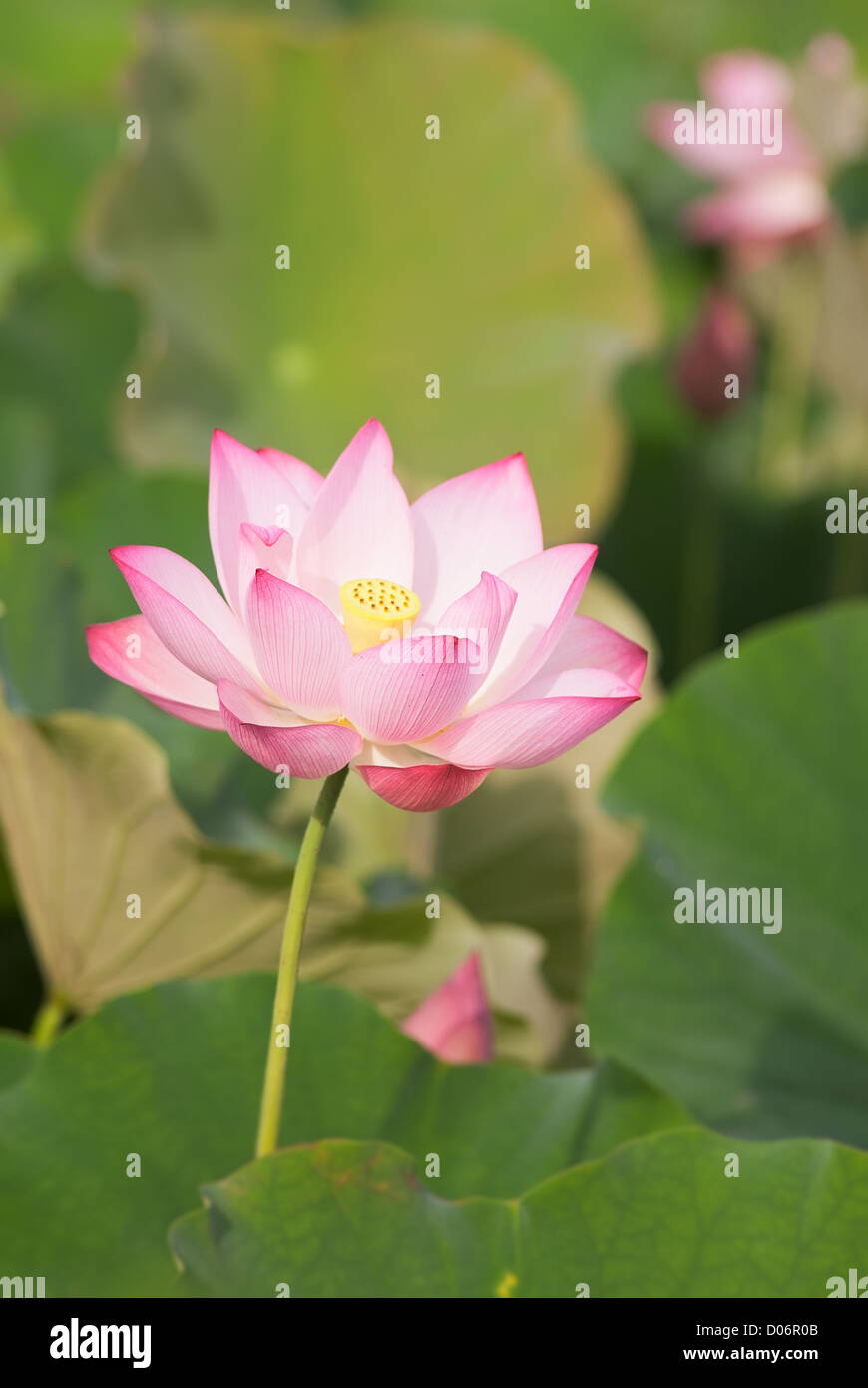 Lotus flower, landscape of nature flora in outdoor with pink and green ...