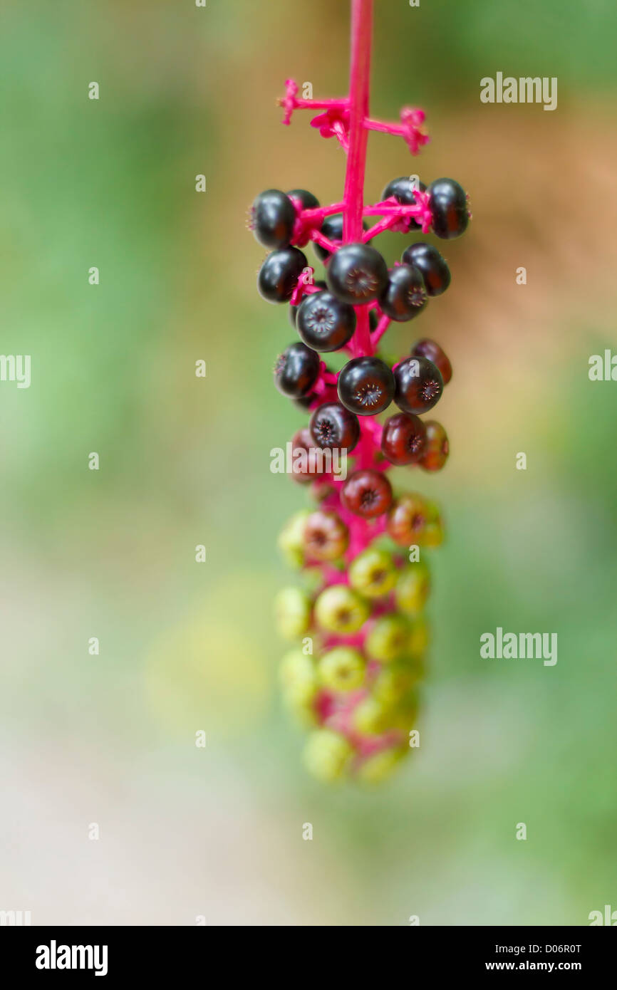 American Pokeweed, Phytolacca americana, close up Stock Photo - Alamy