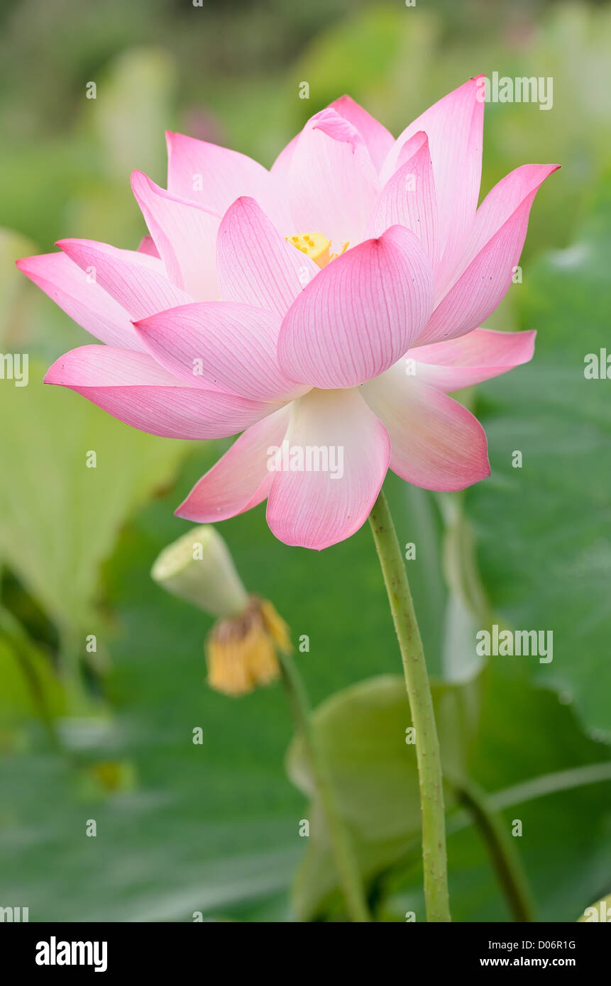 Lotus flower, landscape of nature flora in outdoor with pink and green ...