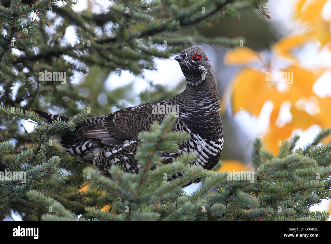 Grouse flying spring hi-res stock photography and images - Alamy