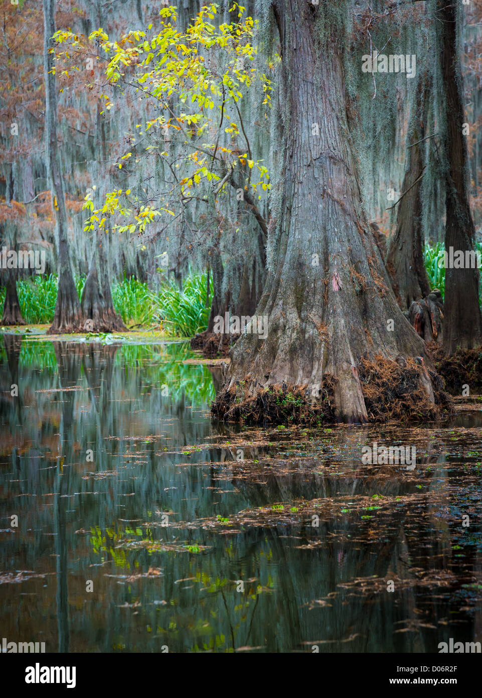 Cypress trees in Caddo Lake State Park, Texas Stock Photo - Alamy