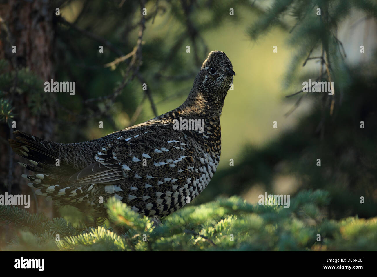 Grouse flying spring hi-res stock photography and images - Alamy