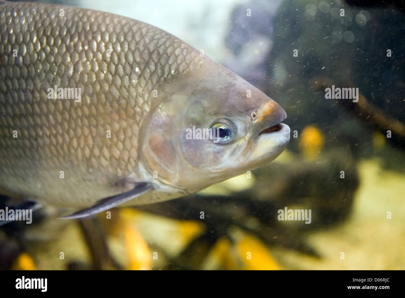 Tambaqui Fish - Colossoma macropomum Stock Photo - Alamy