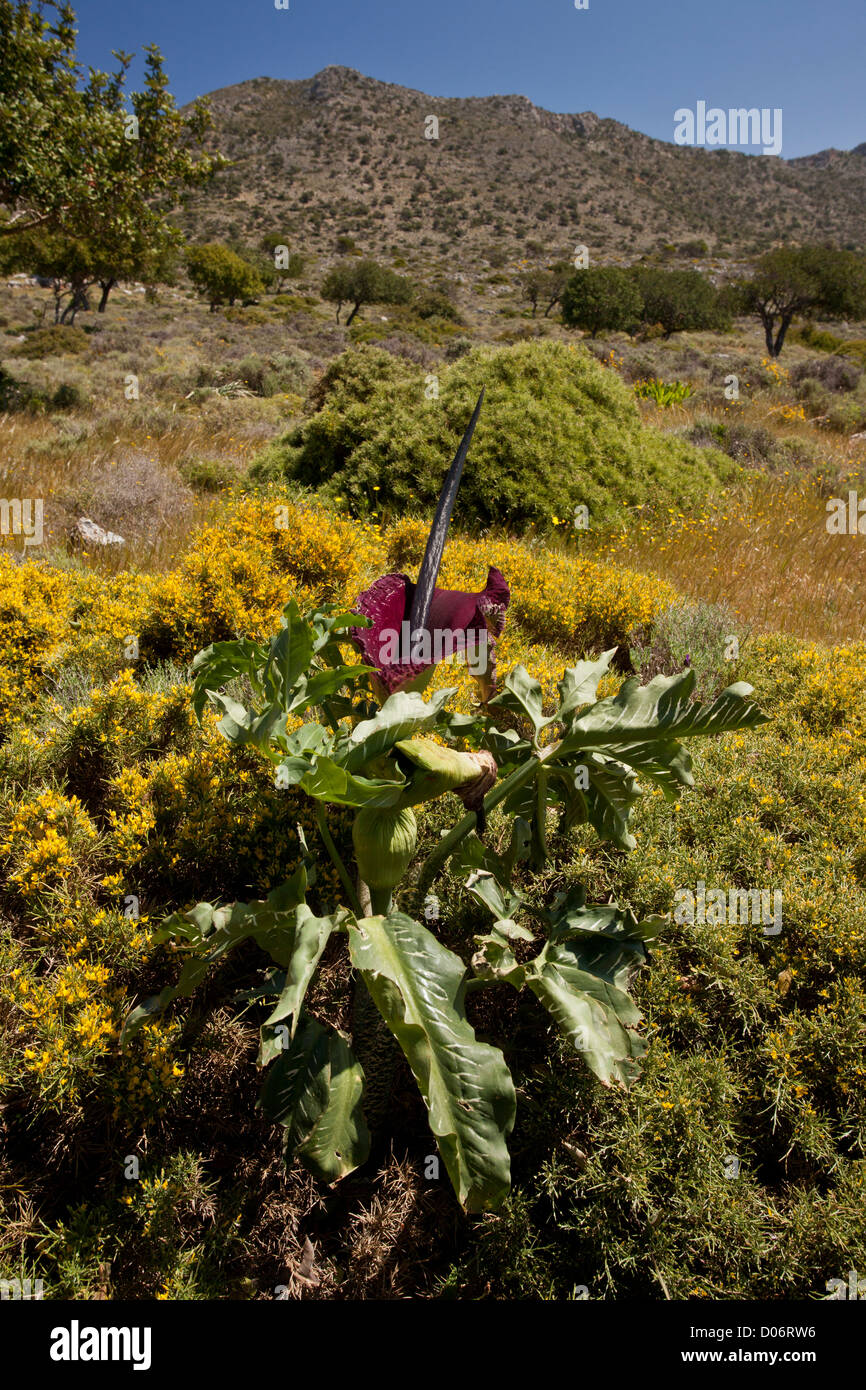 Dragon Arum, Dracunculus vulgaris in phrygana on the north coast of ...