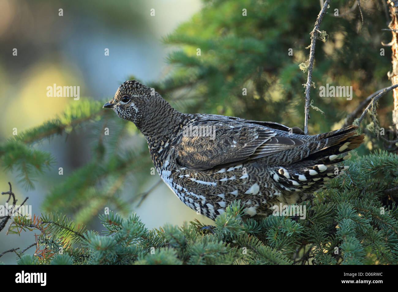 Grouse flying spring hi-res stock photography and images - Alamy