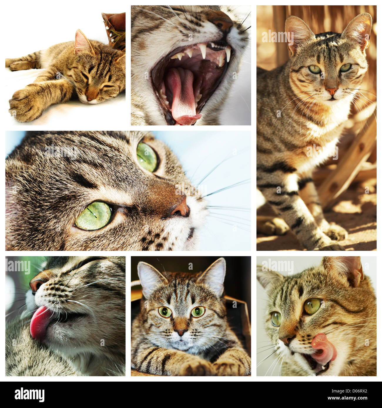 Collage cats hi-res stock photography and images - Alamy