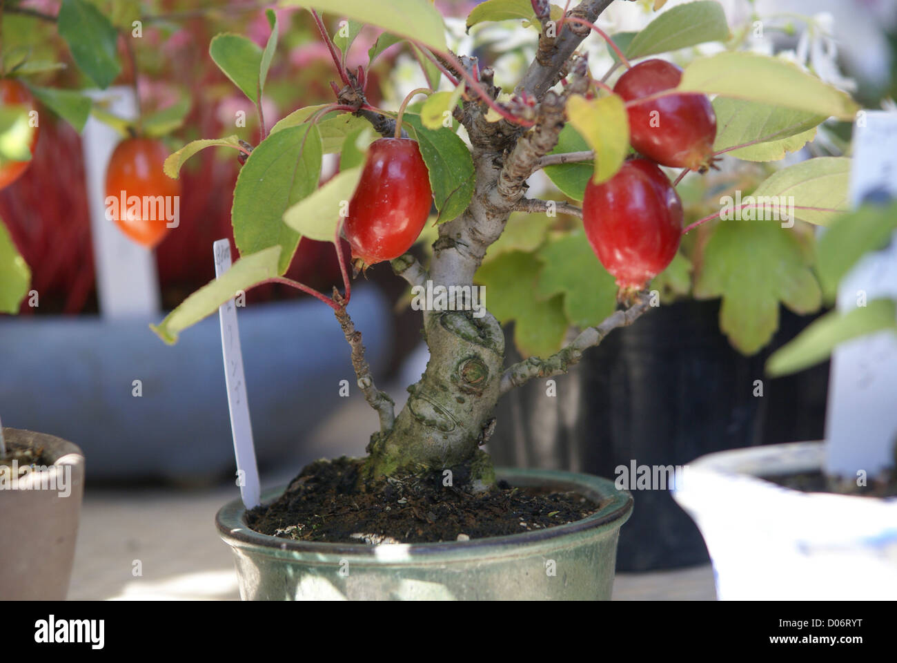 Market, Takayama, Japan Stock Photo - Alamy
