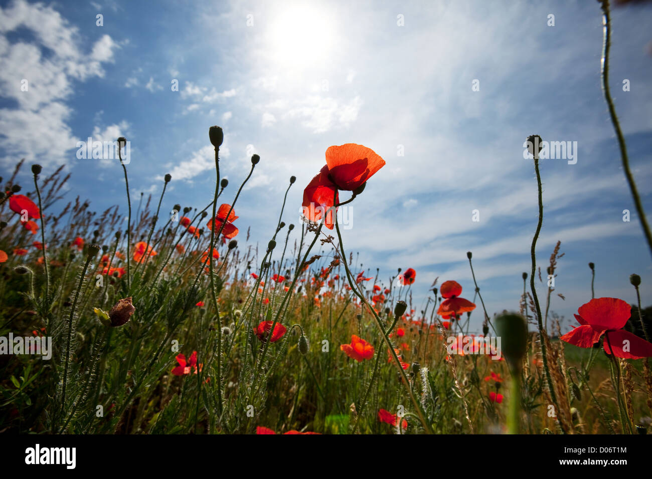 Blossom Poppy Flower High Resolution Stock Photography and Images - Alamy