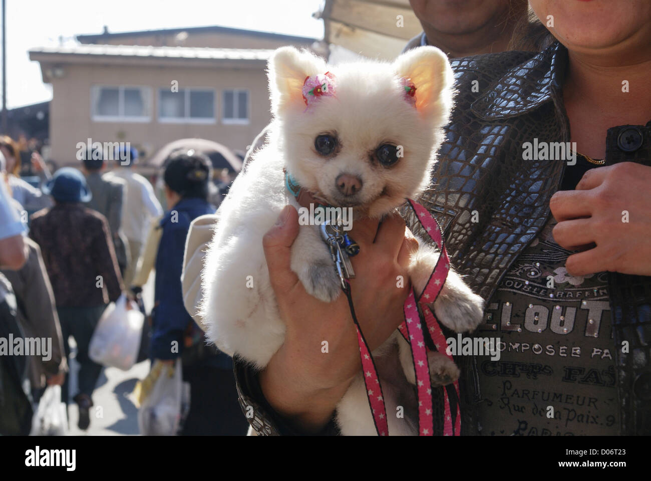 Japanese dogs hi-res stock photography and images - Alamy