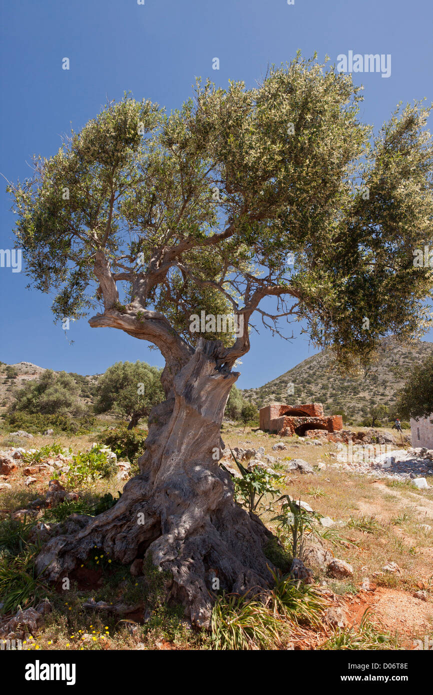 Olea europaea on crete hi-res stock photography and images - Alamy