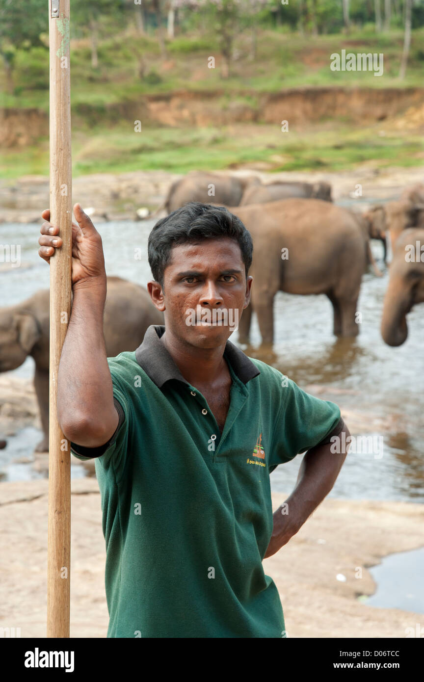 Elephant Mahout standing in front of bathing elephants at the ...