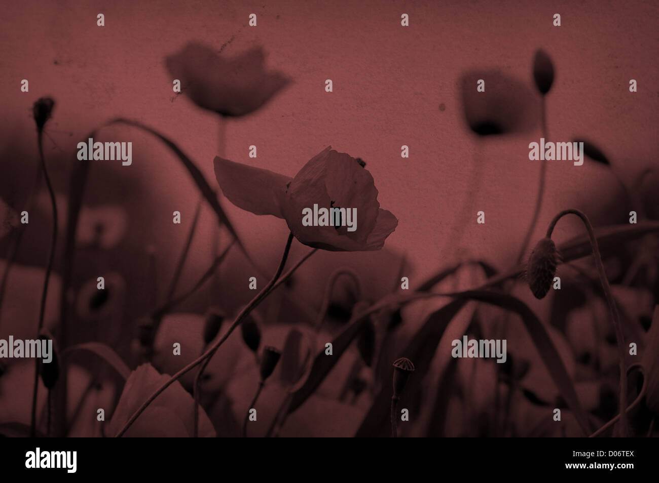 Poppy flowers in a field. Sepia colored on stained vintage paper Stock ...