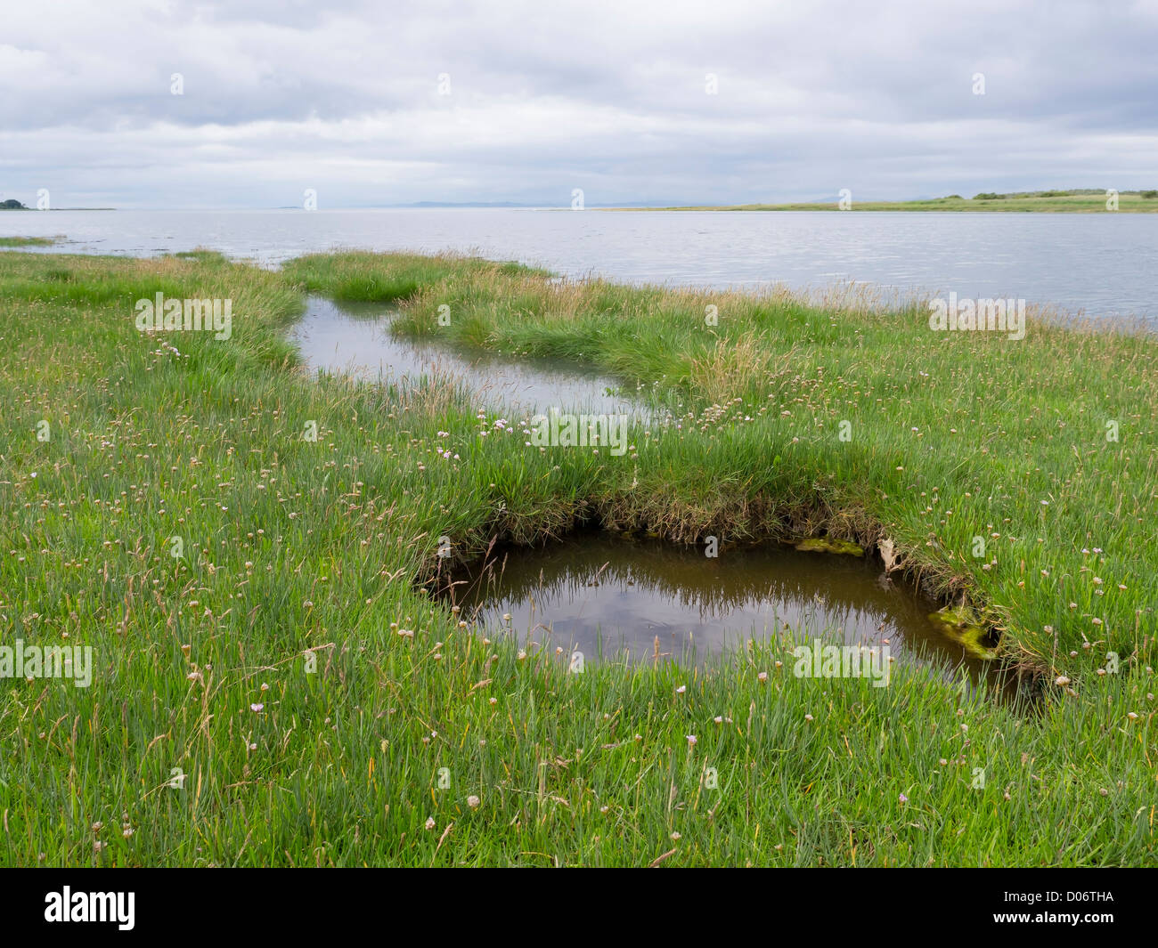 The tidal saltmarsh at Aberlady Bay nature reserve in East Lothian ...