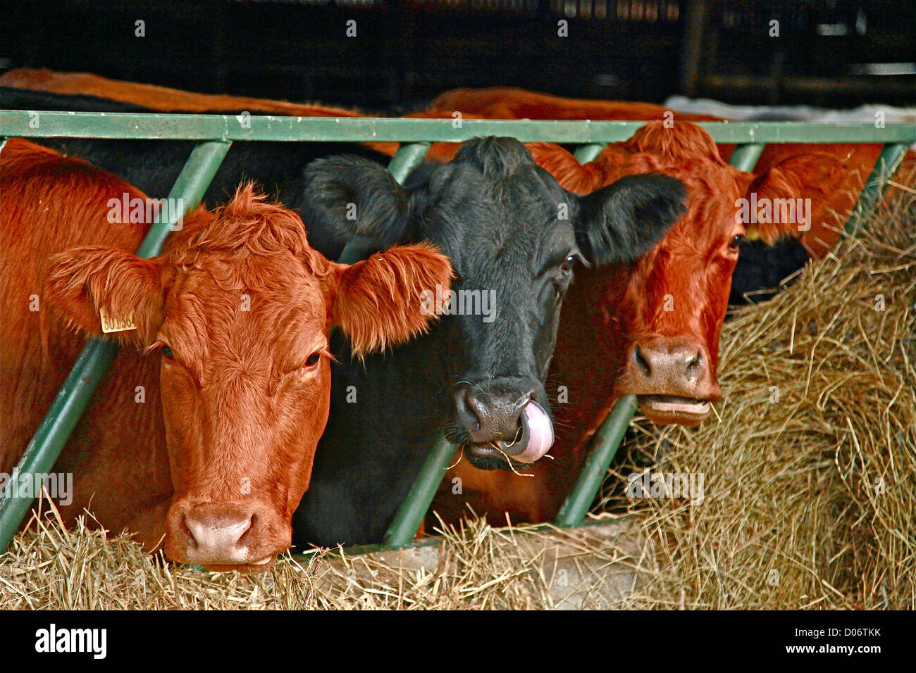 Cows hi-res stock photography and images - Alamy