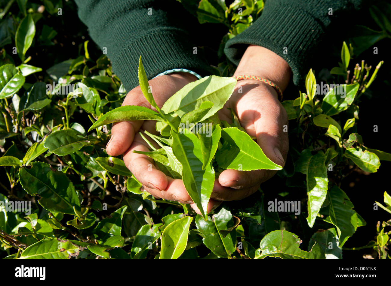freshly picked tea leaves in hands Sri Lanka Stock Photo - Alamy