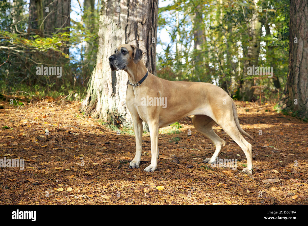 Great Dane in the woods Stock Photo - Alamy