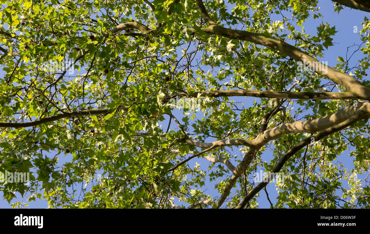 Green leaves and branches of a plane tree against the blue sky Stock ...
