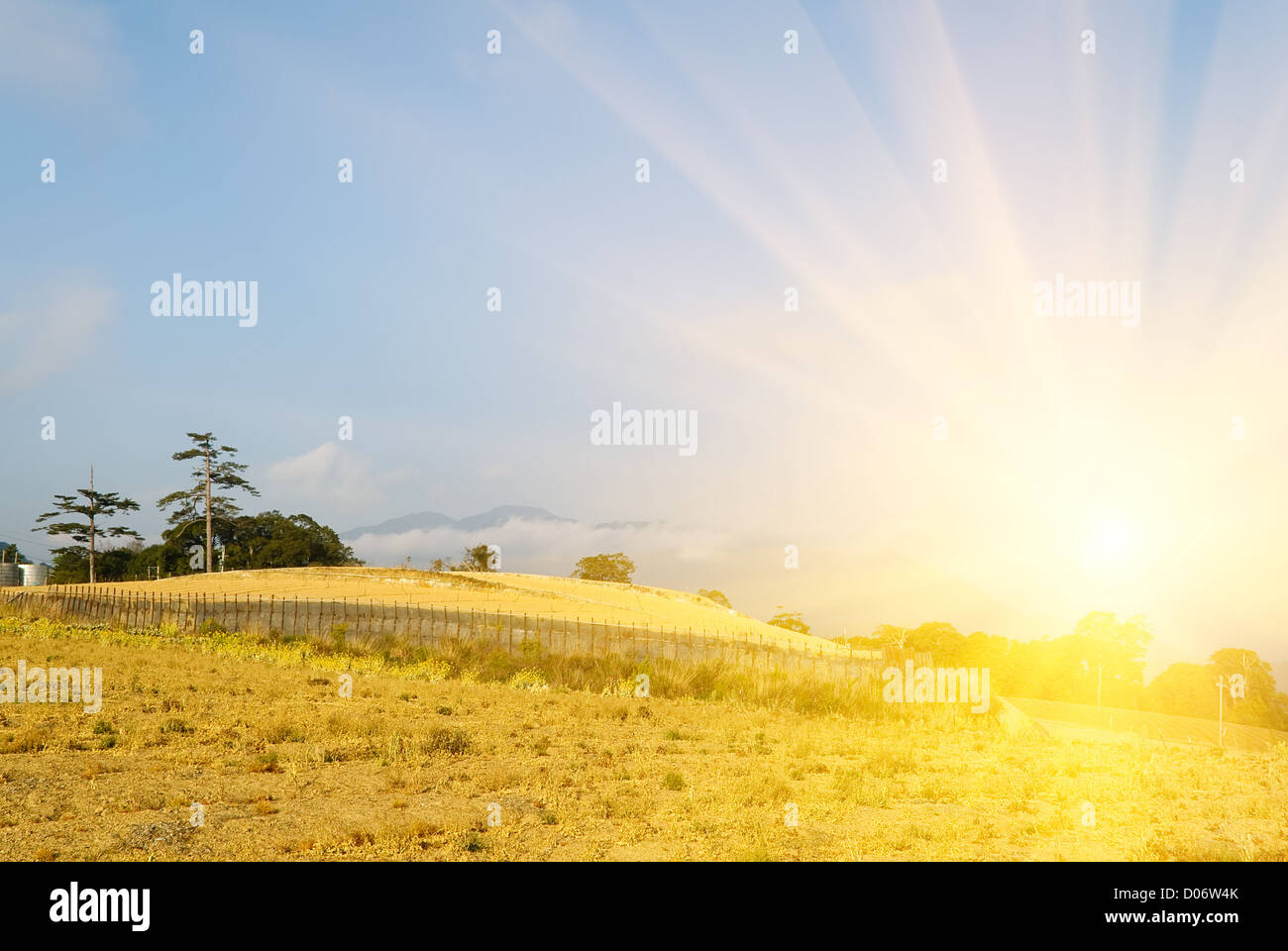 Sunrise rural scenery with golden sunlight and seed in farm under blue ...