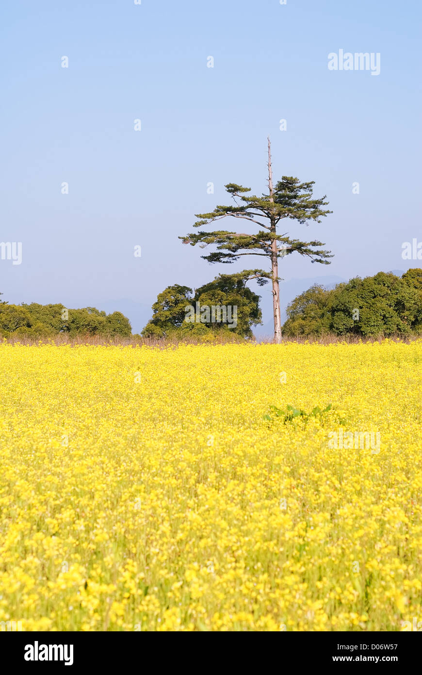 Yellow rape flowers farm with single green tree under blue sky in ...