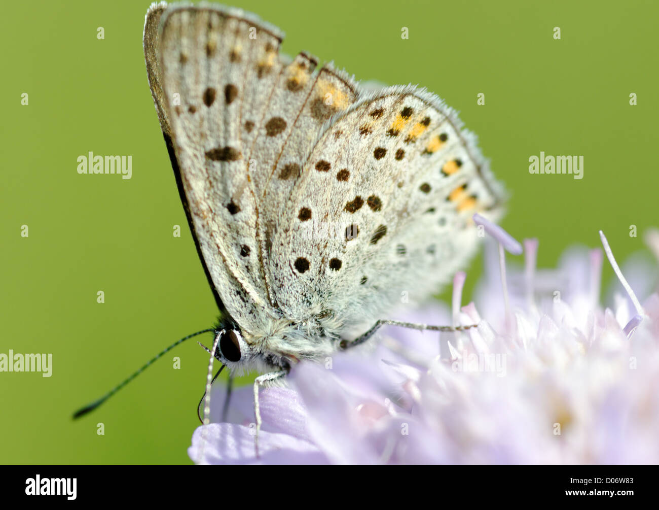 a butterfly on a flower Stock Photo - Alamy