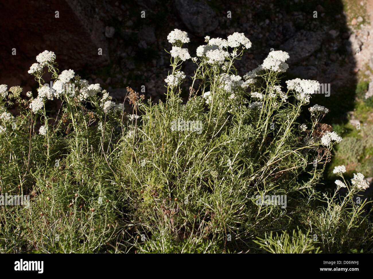 Greek yarrow hi-res stock photography and images - Alamy