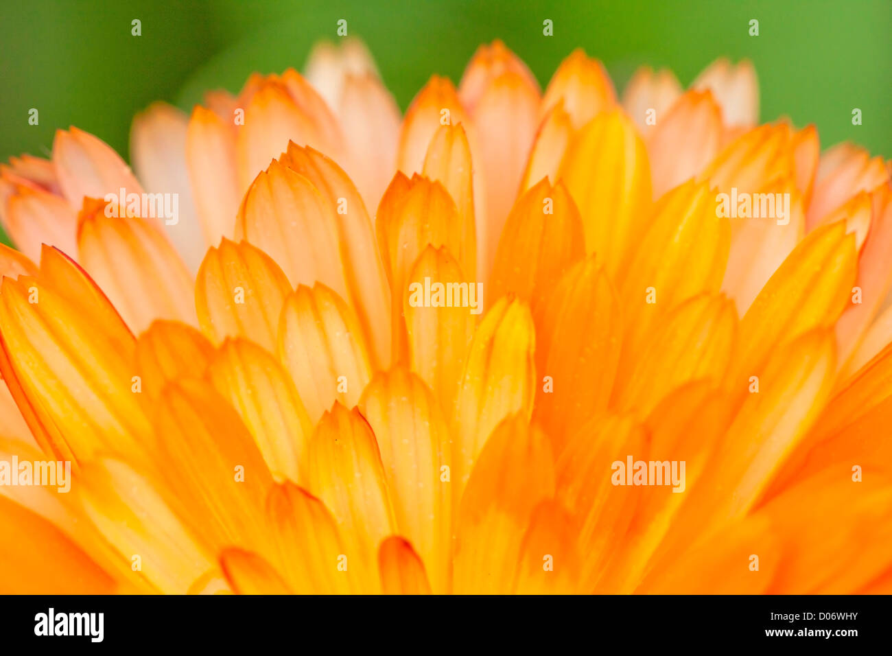 Orange flower petals background Stock Photo - Alamy