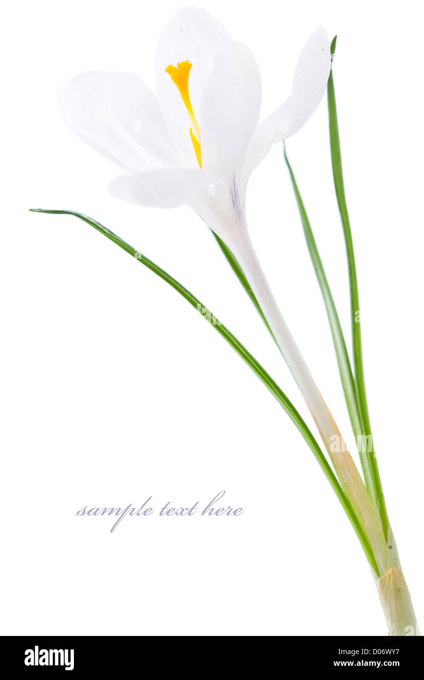White crocus isolated on white background. With sample text Stock Photo ...