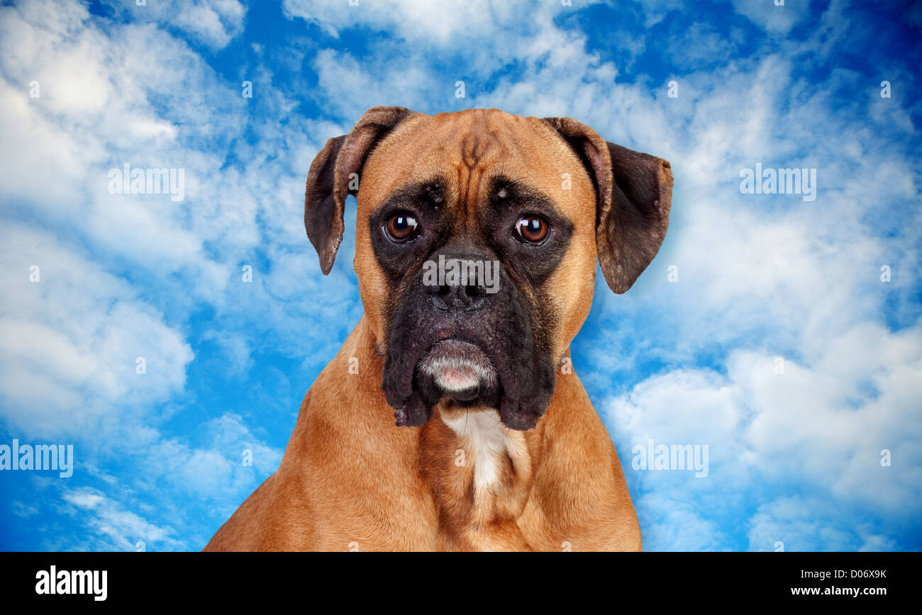 Boxer breed dog over sky and clouds background Stock Photo - Alamy