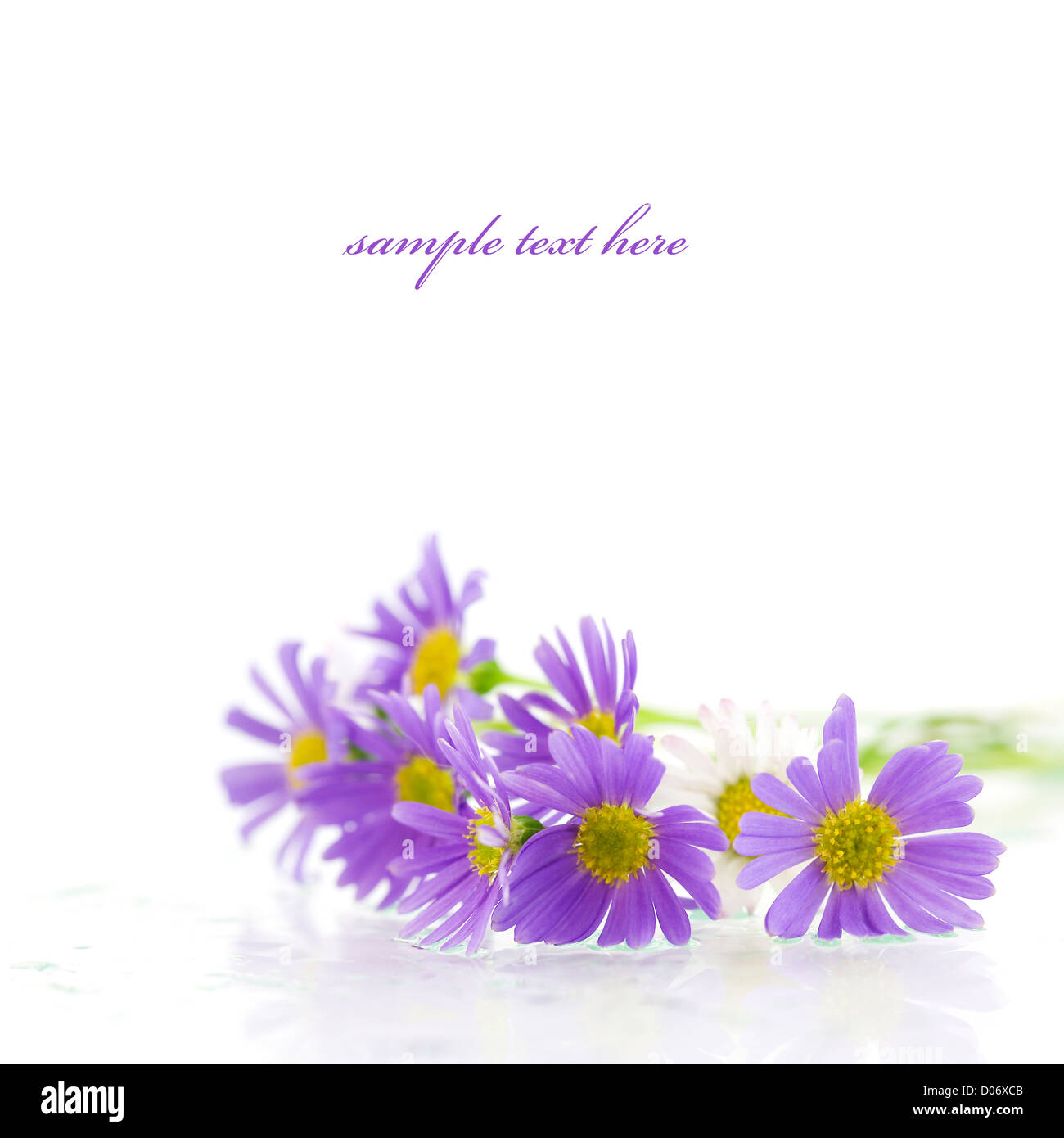 bunch of purple flowers on white close-ups. With sample text Stock ...