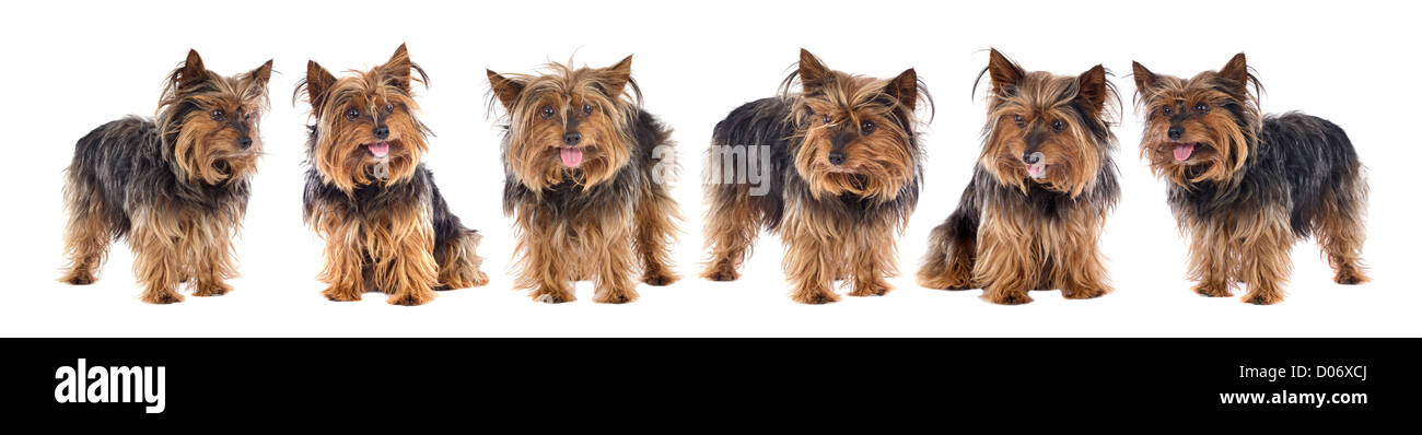 Six small dogs isolated on a over white background Stock Photo - Alamy