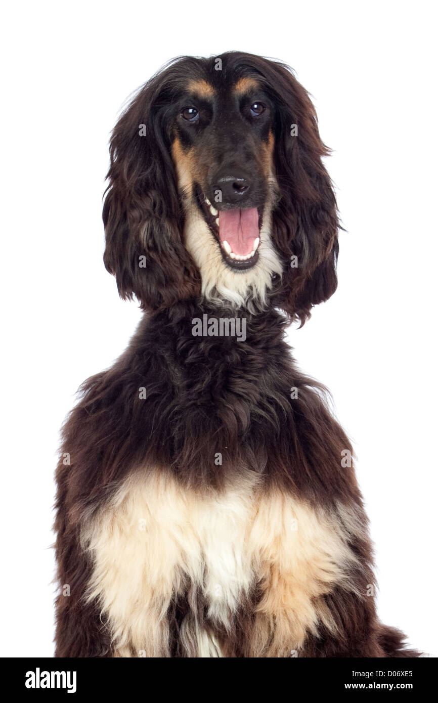 Borzoi breed dog isolated on white background Stock Photo - Alamy