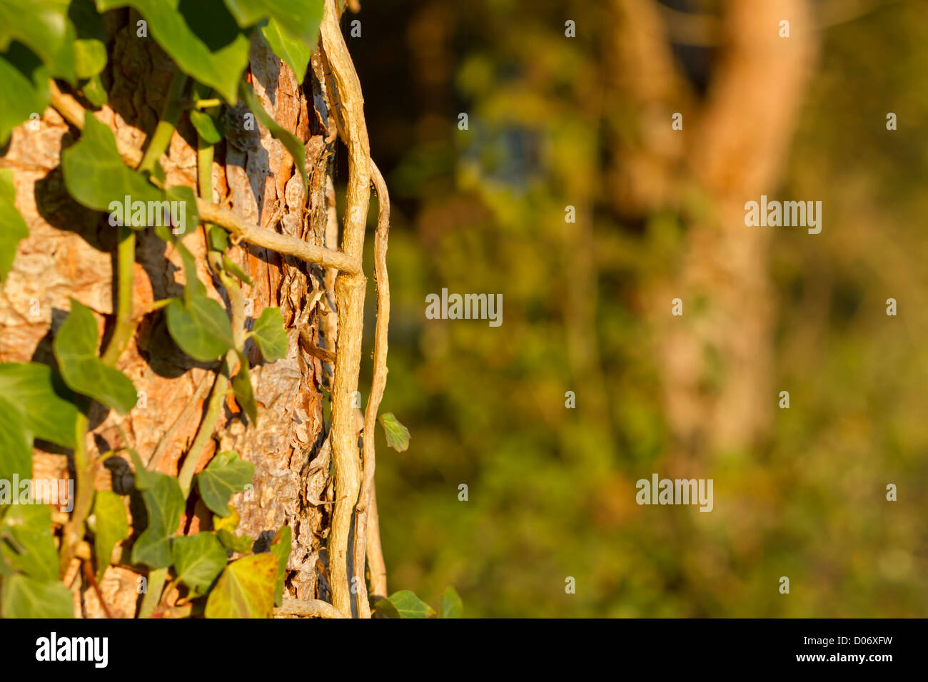 Close up of ivy roots hi-res stock photography and images - Alamy