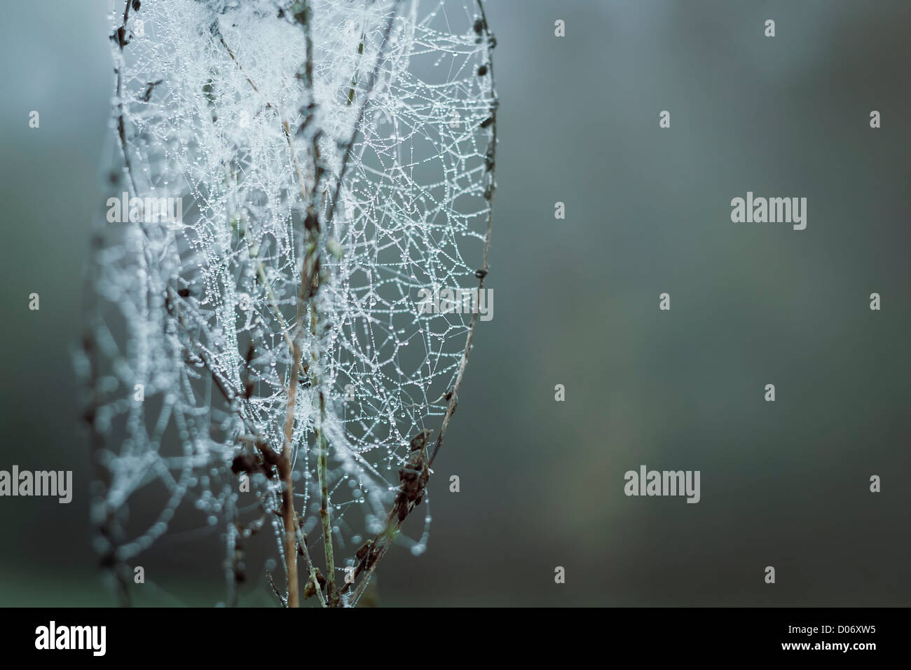 Cobweb hi-res stock photography and images - Alamy