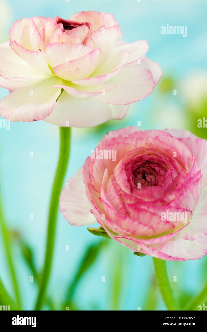 Floral depth hi-res stock photography and images - Alamy