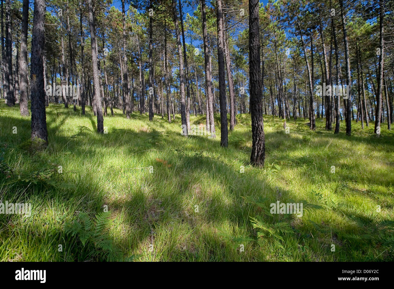 Beautiful spring forest landscape (France Stock Photo - Alamy