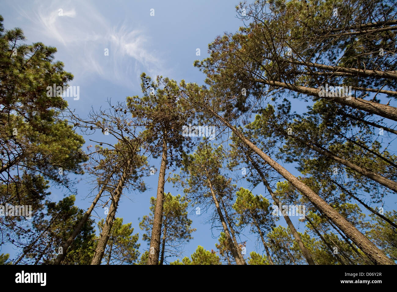 Tall tree bark in pine hi-res stock photography and images - Alamy