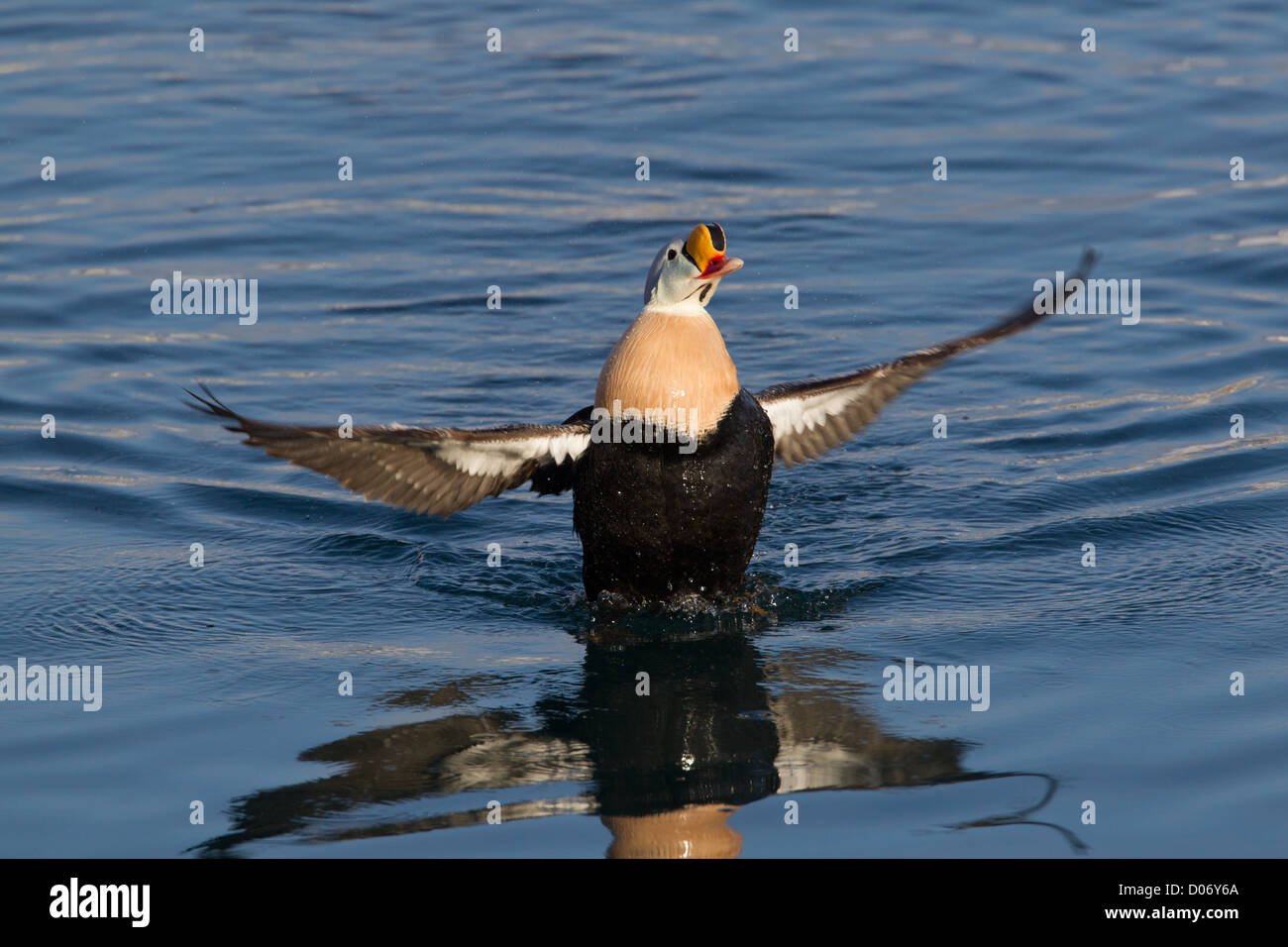 Drake King Eider, Varanger Finnmark Norway Stock Photo - Alamy