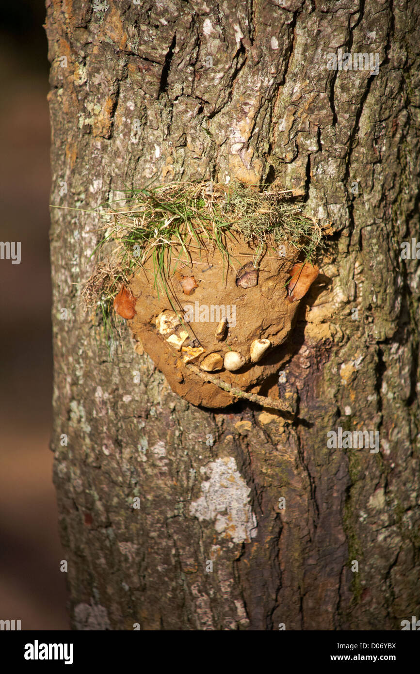 Scary face tree hi-res stock photography and images - Alamy